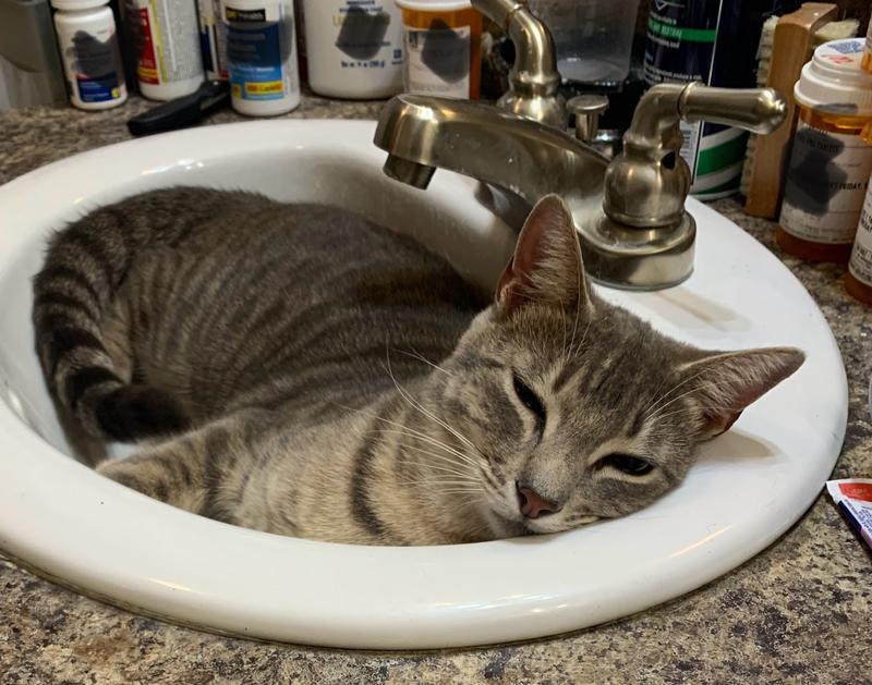 Minties Salmon Flavor Cat Dental Treats, 2.5 oz. at Tractor Supply Co