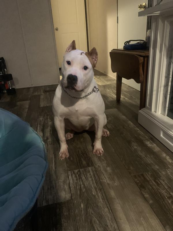 Sportmix CanineX All Life Stages Performance Grain-Free Chicken Recipe ...