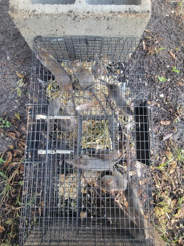 CatchMor Ratinator Rat Trap, 25 in. x 15 in. at Tractor Supply Co.