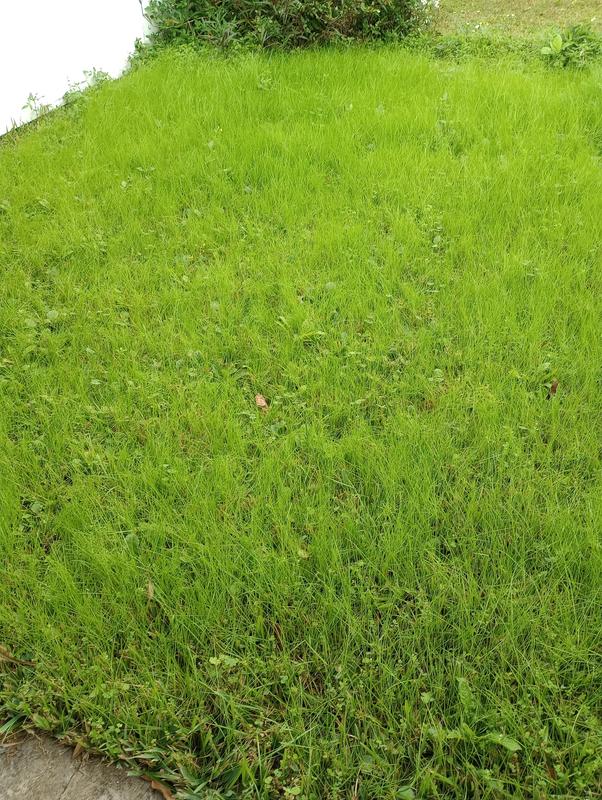 DLF 50 lb. 1,750 sq. ft. Gulf Annual Ryegrass Grass Seed at Tractor ...