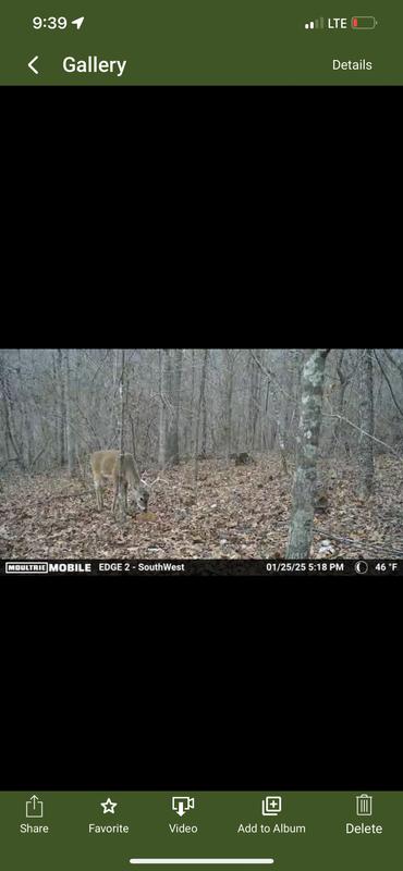 treeline 25 lb. Wild Berry Craze Deer Mineral Block at Tractor Supply Co