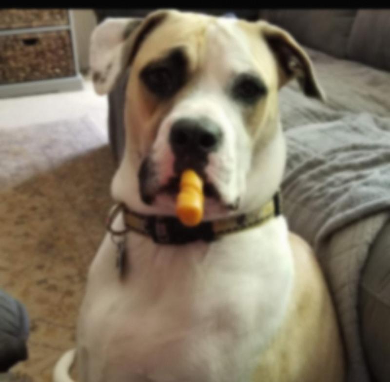Victor Classic Elite Canine Large Breed All Life Stages Chicken Recipe ...