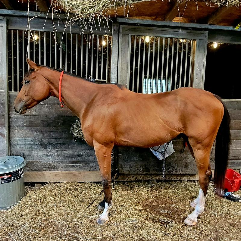Unbeetable Feeds Blend Pellet Forage, 50 lb. at Tractor Supply Co