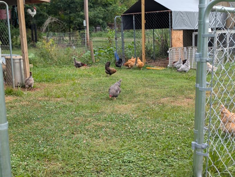 Nutrena Hi Pro Scratch Poultry Grains at Tractor Supply Co