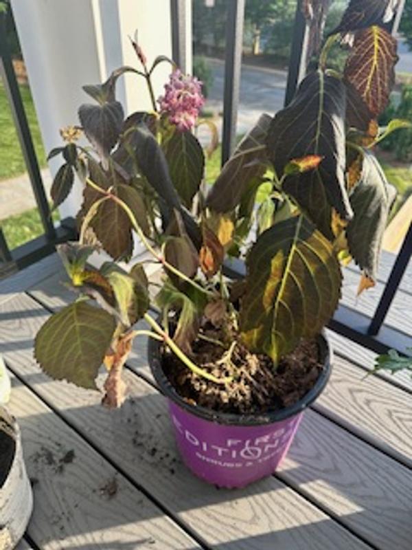 First Editions 2 gal. Potted Eclipse Hydrangea Shrub at Tractor Supply Co
