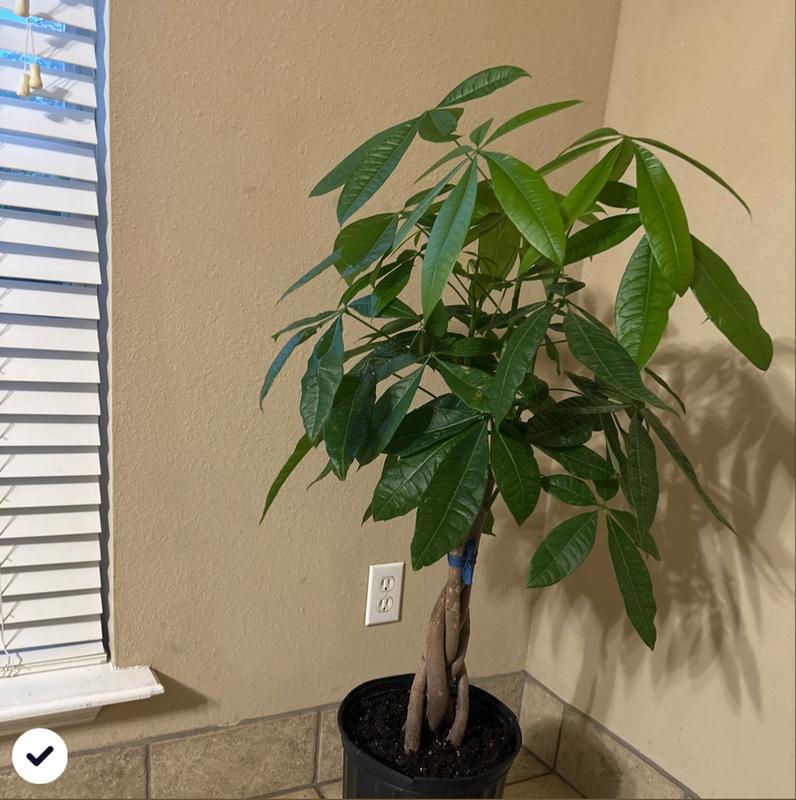 Costa Farms 10 in. Potted Money Tree House Plant in Grower Pot, 1 pc ...