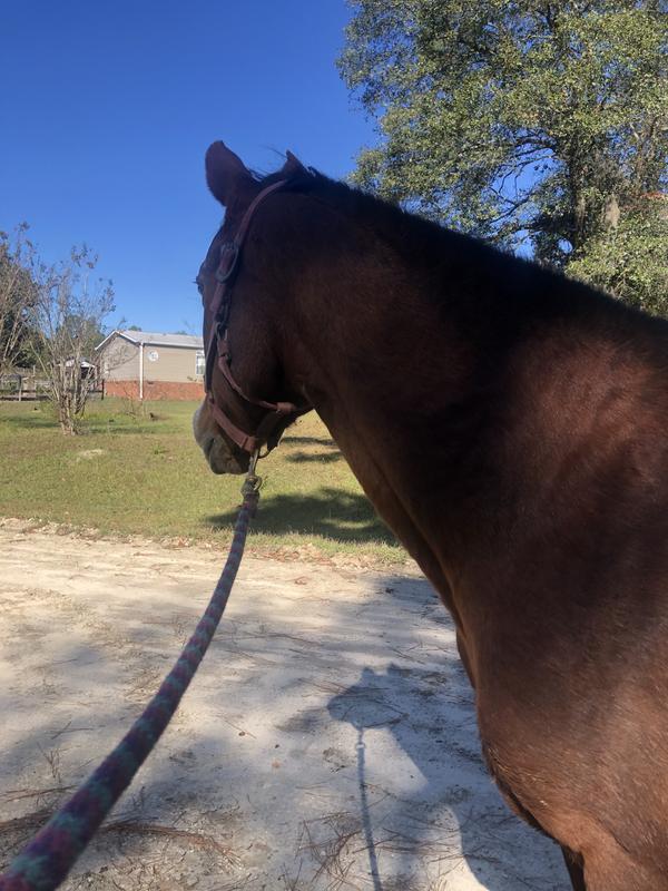 Unbeetable Feeds Complete Pellets, 50 lb. at Tractor Supply Co