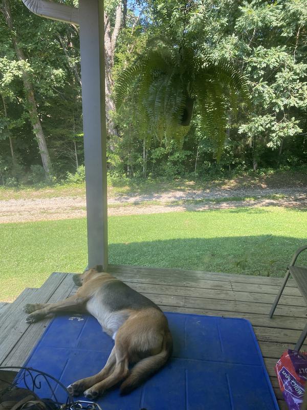 Arf Pets Durable Non-Toxic Cooling Gel Dog Bed Mat for Kennels, Crates ...