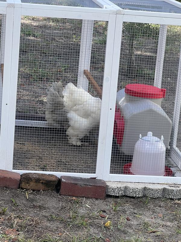 OverEZ 50 lb. Chicken Feeder at Tractor Supply Co