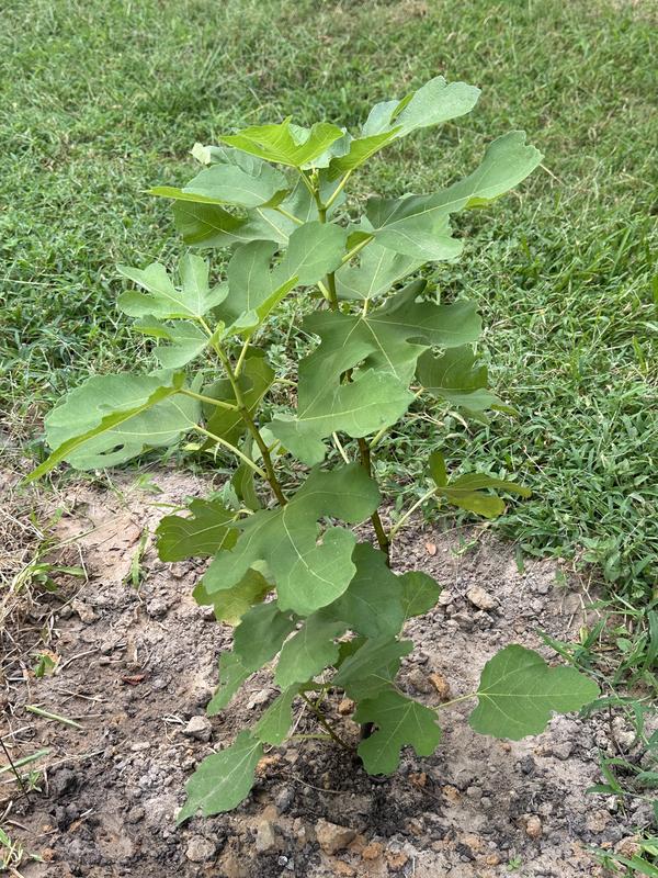 National Plant Network 2.25 gal. Potted LSU Gold Fig Tree at Tractor ...