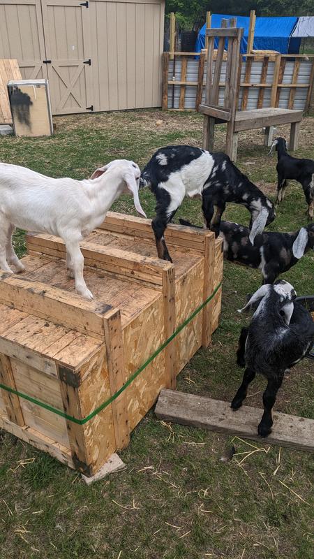 DuMOR Goat Kid Milk Replacer, 7 lb. at Tractor Supply Co