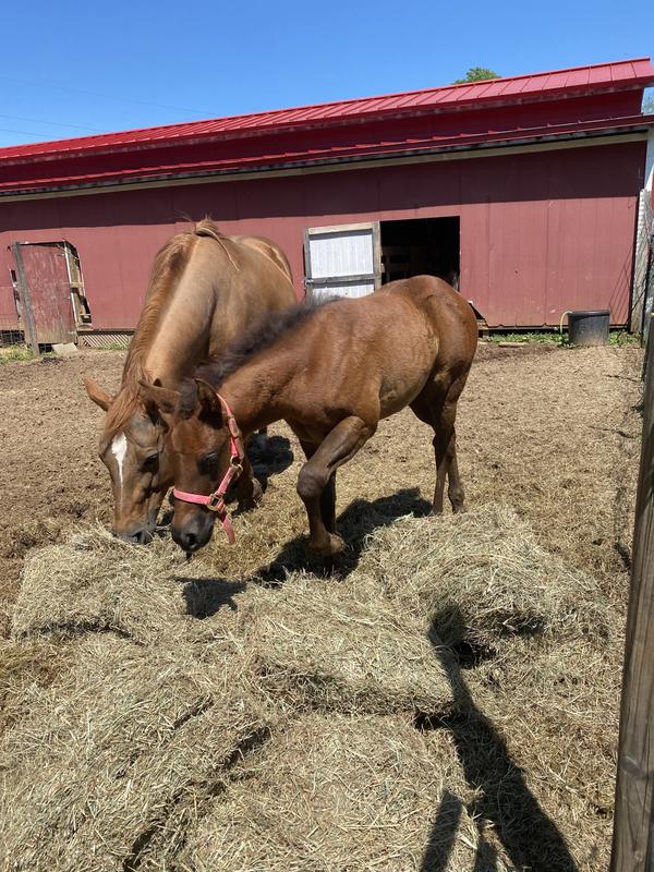 Purina Omolene #300 Growth Foal and Lactating Mare Horse Feed, 50 lb ...