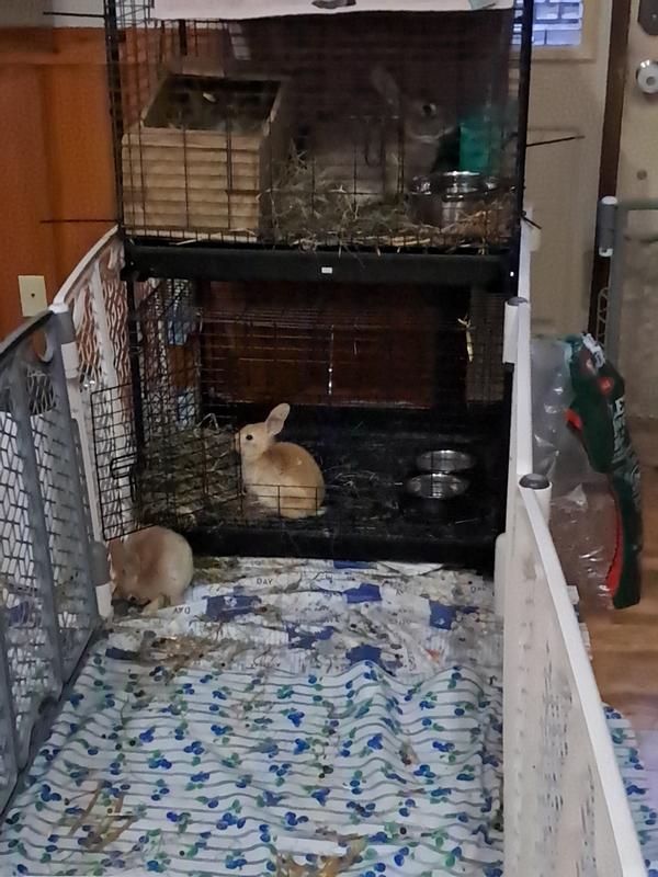 DuMOR Heavy-Duty Rabbit Cage, 36 in. x 30 in. at Tractor Supply Co