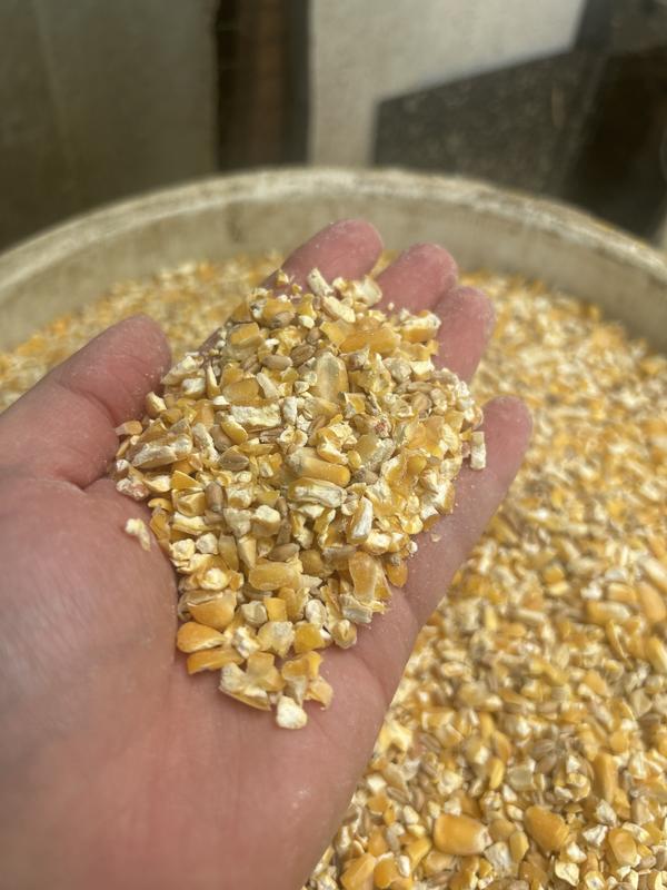 Producer's Pride Scratch Grains Poultry Feed, 50 lb. Bag at Tractor ...