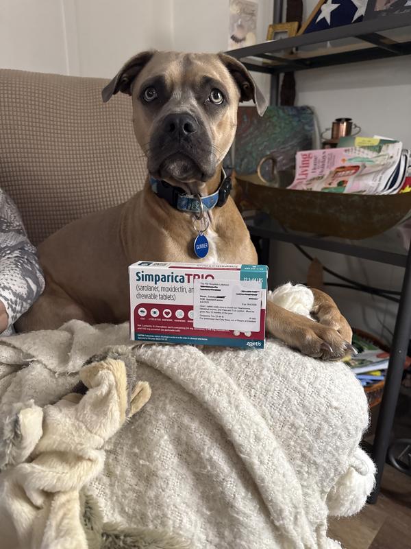 Simparica Trio Chewable Tablets for Dogs at Tractor Supply Co