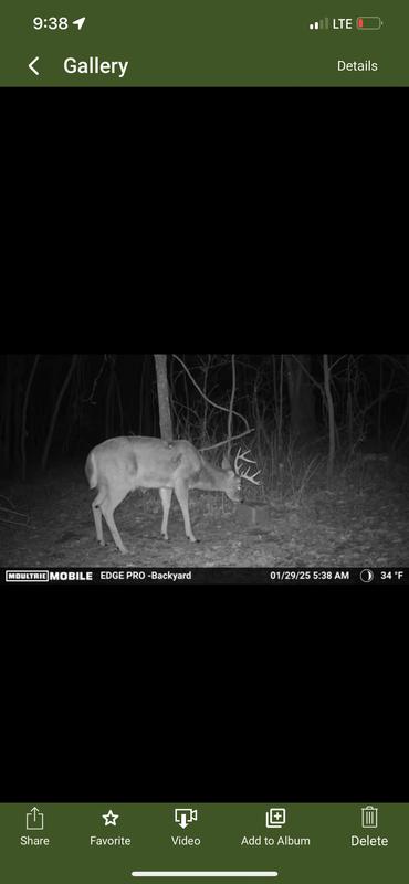 treeline 25 lb. Wild Berry Craze Deer Mineral Block at Tractor Supply Co