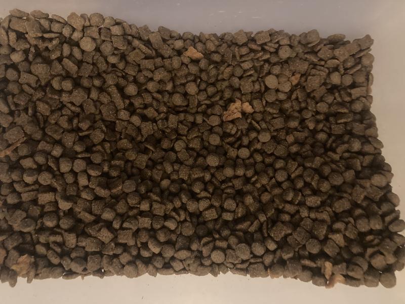 4health Shreds Adult Lamb and Rice Formula Dry Dog Food at Tractor ...