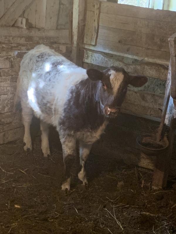 Purina Precon Complete with RX3 Cattle Feed, 50 lb. Bag at Tractor ...