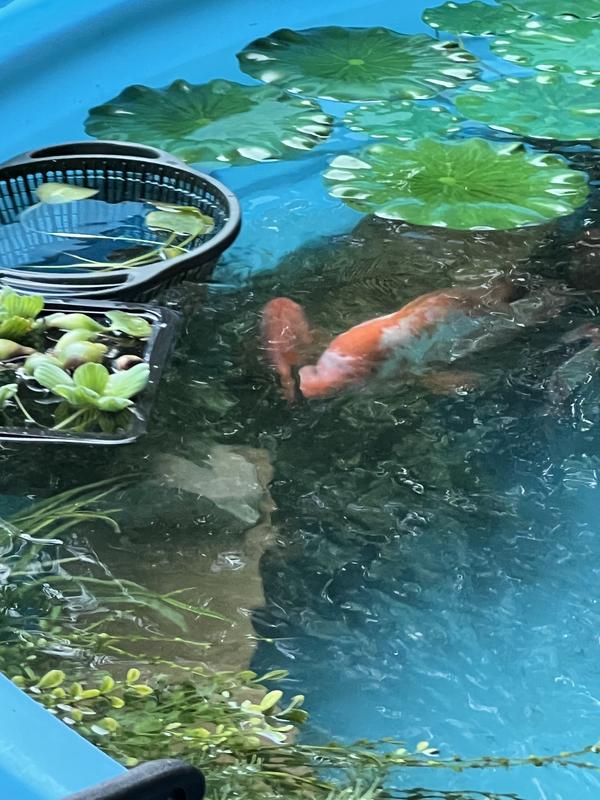 Behlen Country 625 gal. 8 ft. Round Poly Stock Tank at Tractor Supply Co