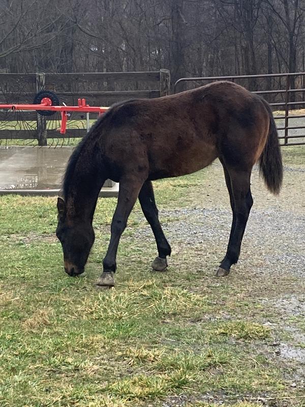Purina Ultium Growth Formula Horse Feed, 50 lb. Bag at Tractor Supply Co