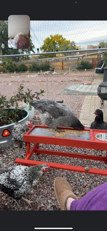 Zylina Red Chick Nic Table at Tractor Supply Co