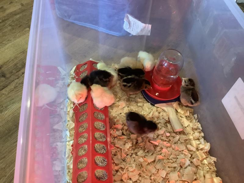 Hoover's Hatchery Live Rare Standard Package Chickens, 10 ct. Baby ...