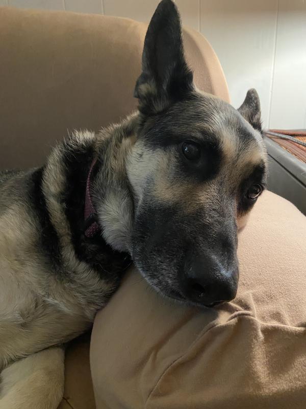 Spectra Canine 9 Vaccine for Dogs with Syringe, 1 Dose at Tractor Supply Co