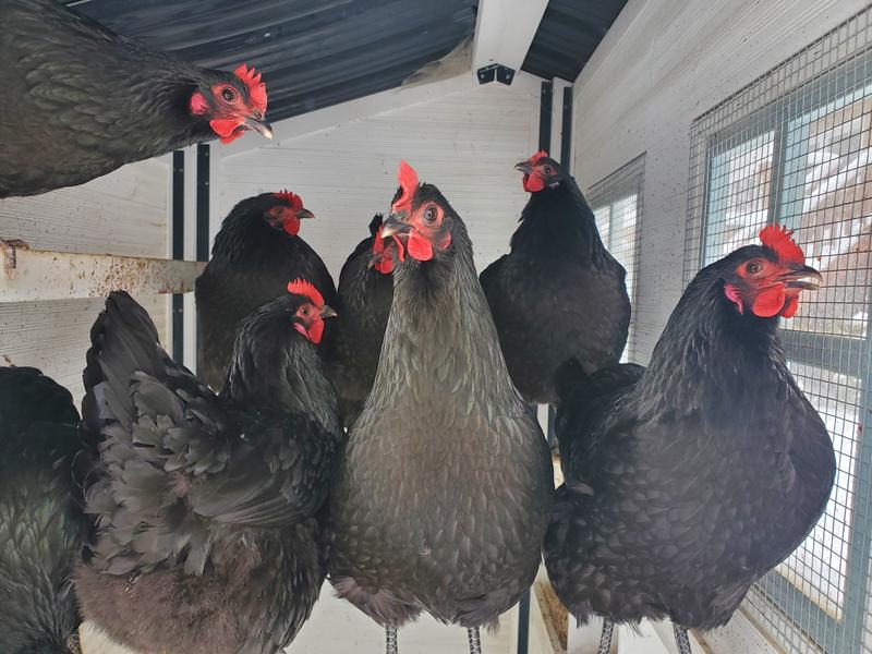 Purina Layena Layer Pelleted Chicken Feed, 50 lb. Bag at Tractor Supply Co