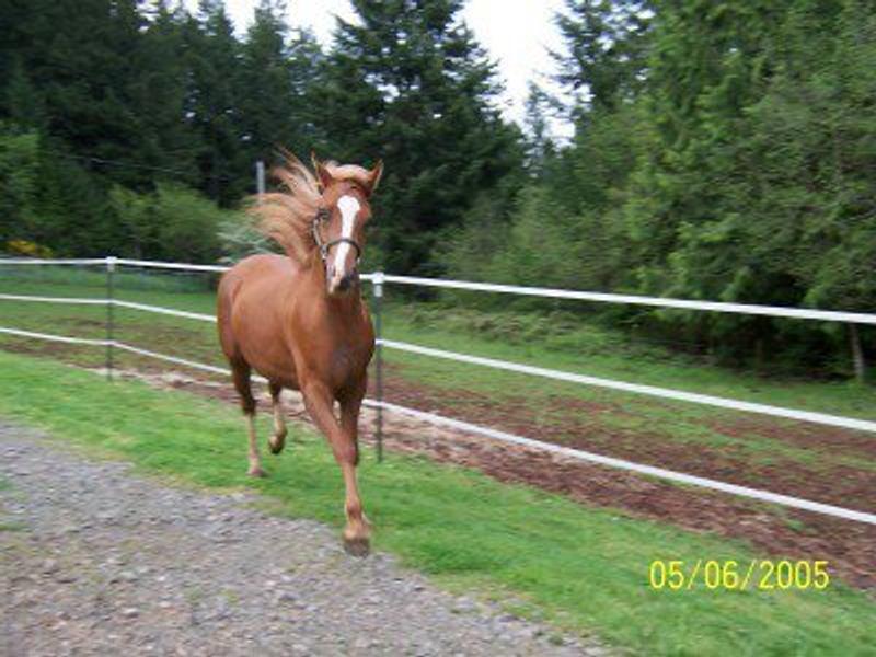 Triple Crown 30% Ration Balancer Pelleted Horse Feed, 50 lb. Bag at ...