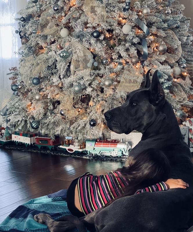 Victor Purpose Performance Adult Joint Health Beef Recipe Dry Dog Food ...