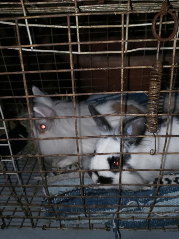 DuMOR Classic Diet Pelleted Corn-Free Pet Rabbit Food, 20 lb. Bag at ...