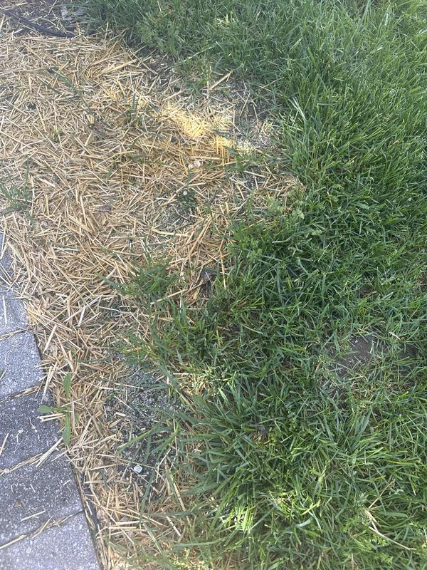 GroundWork 50 lb. 35,000 sq. ft. Fast Lawn Grass Seed Mixture at ...