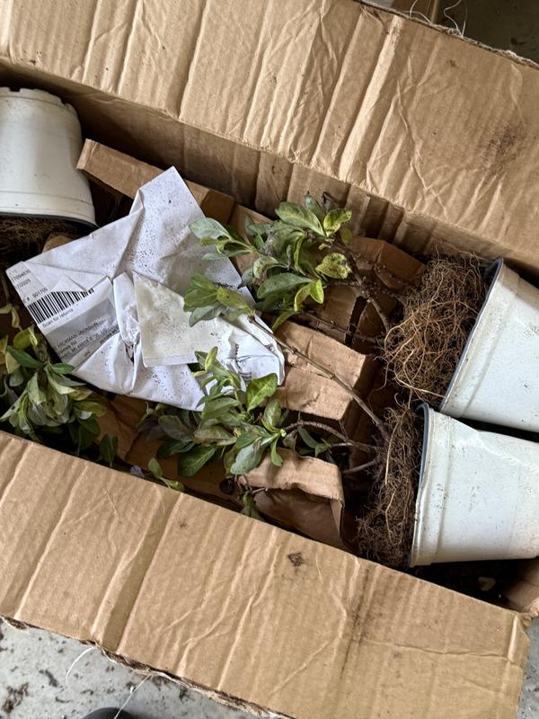 National Plant Network 4 in. Buddleia Dapper Lavender, 3-Pack at ...