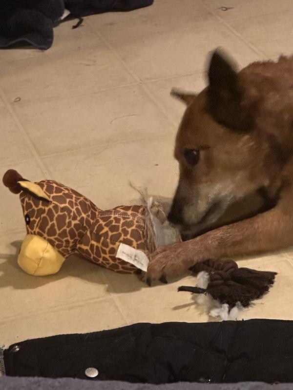 Retriever Tug-O-War Ballistic Animal Plush Dog Toy, Assorted Styles at ...