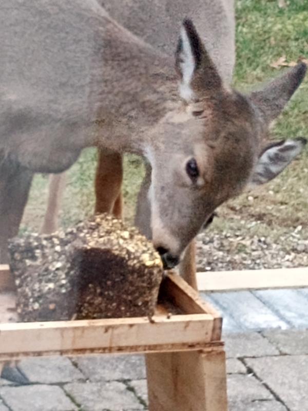 Purina Premium Deer Block, 20 lb. at Tractor Supply Co