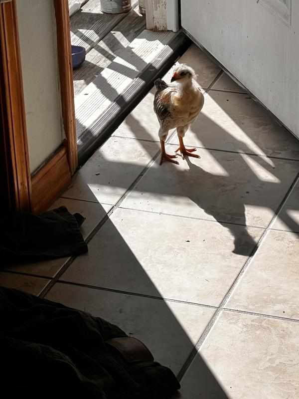 Hoover's Hatchery Live Prairie Bluebell Egger Chickens, 10 ct. Baby ...