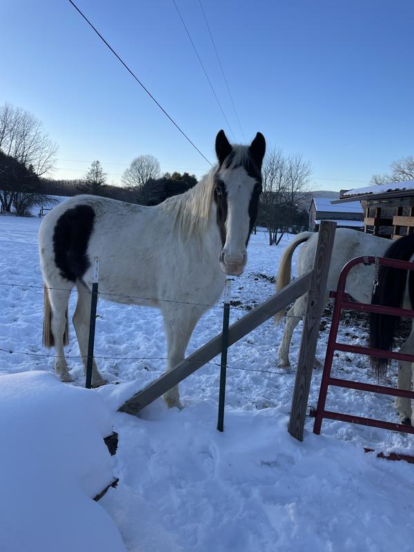 Purina Omolene #200 Performance Horse Feed, 50 lb. Bag at Tractor Supply Co