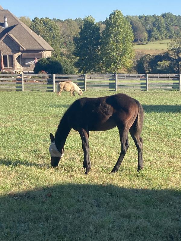 Purina Ultium Growth Formula Horse Feed, 50 lb. Bag at Tractor Supply Co
