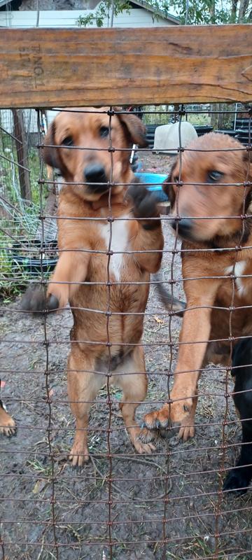 Gravy Train Beefy Classic Adult Beef Formula Dry Dog Food, 35 lb. Bag ...