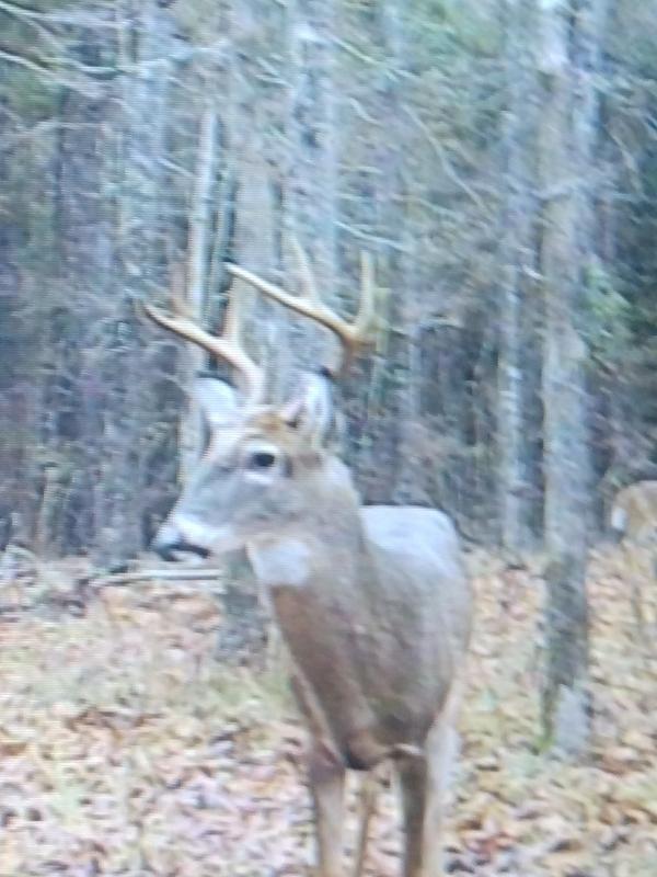 Evolved Habitats 1 gal. Deer Cane Liquid Deer Attractant at Tractor ...