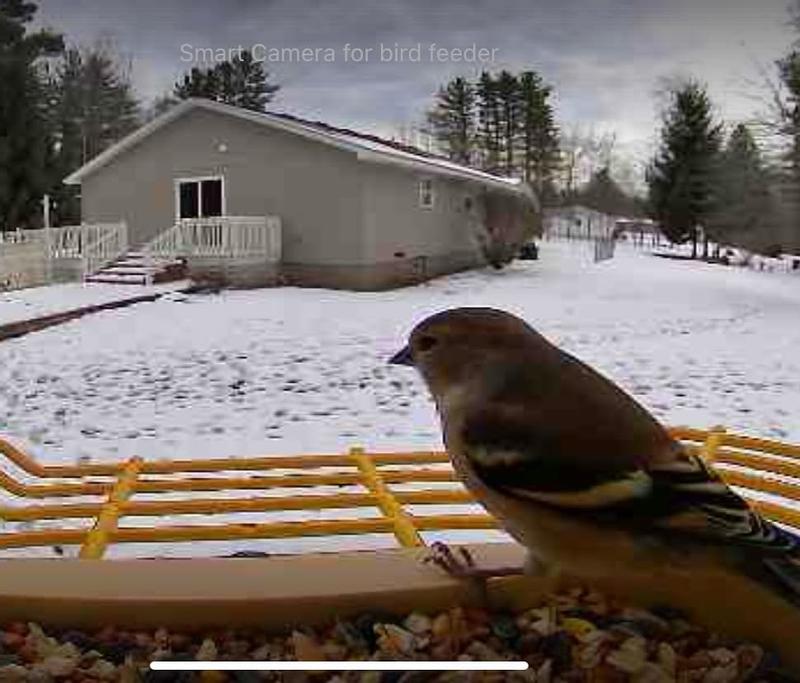 Aivituvin Smart Bird Feeder with Camera, 1080P HD, AI Bird ...
