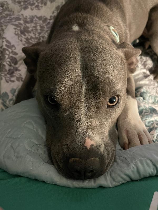 Sportmix CanineX Adult Performance Grain-Free Beef Recipe Dry Dog Food ...