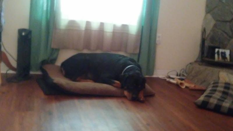 DuMOR Equine Fly Spray, 1 gal. at Tractor Supply Co