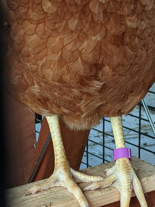 Happy Hen Treats Blank EZ Poultry Leg Bands, Large, 24-Pack at Tractor ...