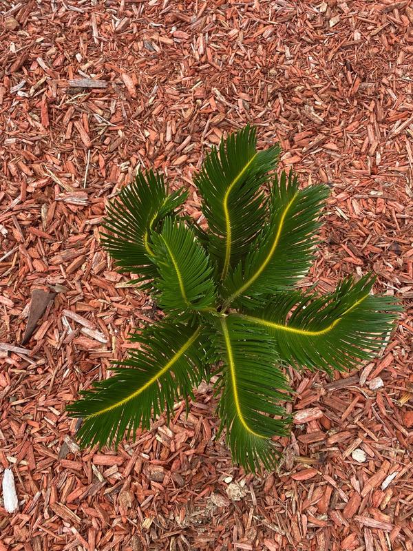National Plant Network 10 in. King Sago Palm Plant, 1 pc. at Tractor ...