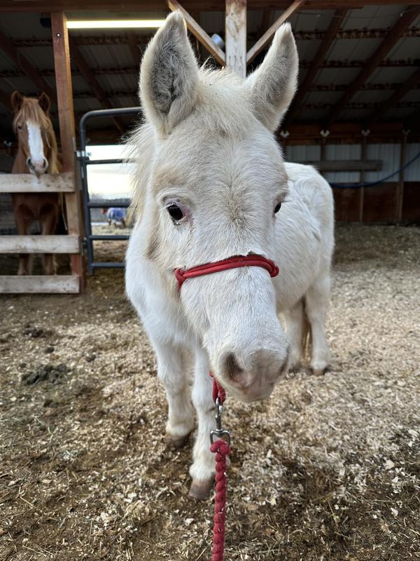 Purina Smart Edge Horse Feed, 50 lb. Bag at Tractor Supply Co