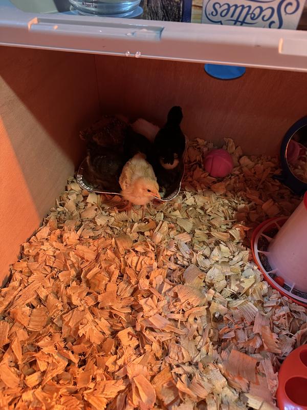 ImPECKables Chick Brooder Box at Tractor Supply Co