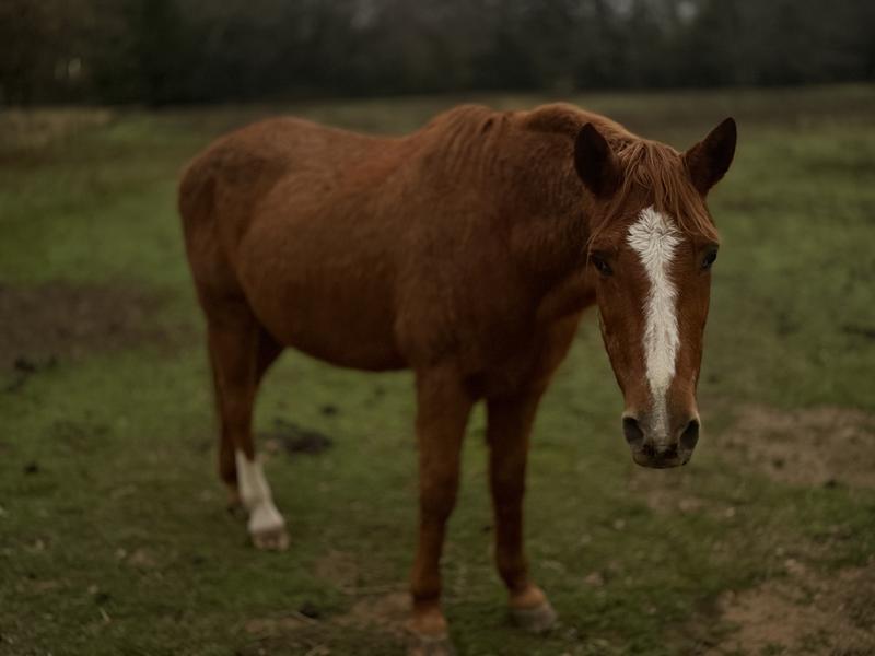 Nutrena ProForce Textured Senior Horse Feed, 50 lb. Bag at Tractor ...