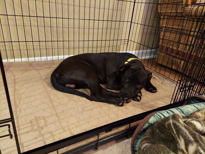 Lucky Dog Whisper Glide Sliding 2-Door Steel Dog Crate, Corner ...