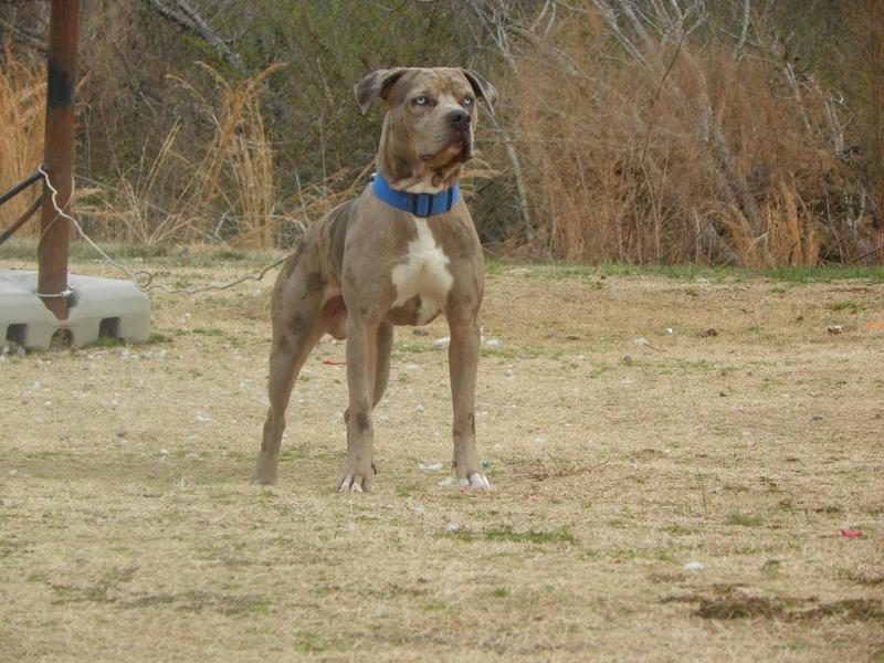 Victor Multi-Pro All Life Stages Normally Active Beef Recipe Dry Dog ...